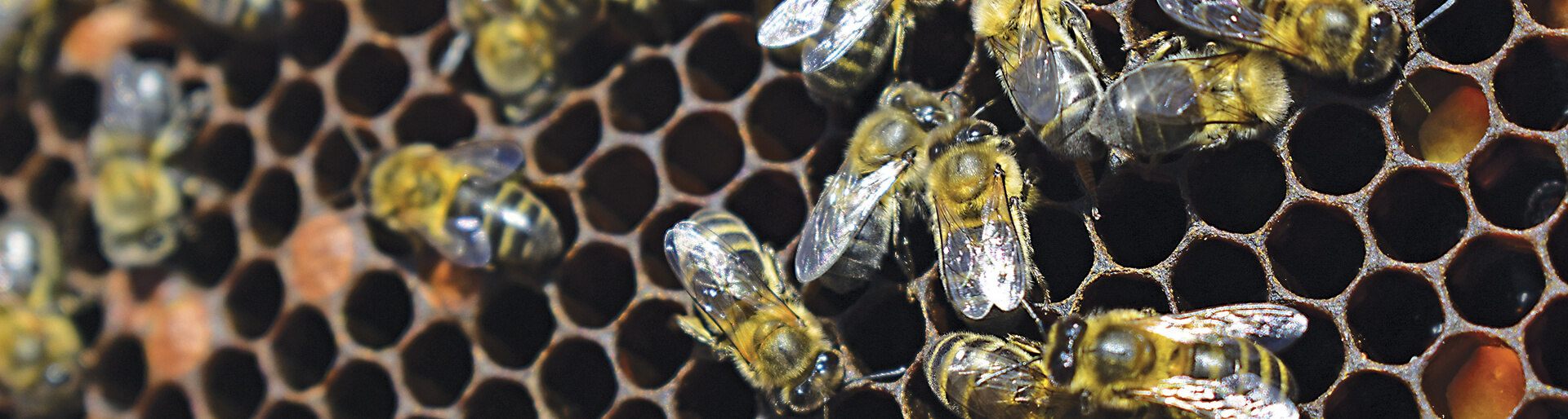 Inside the Hive: A closer look at the World of Bees - Essential Algarve